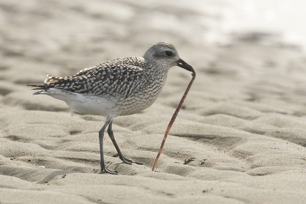 Invertebrate Life in the Mudflats | Roebuck Bay Working Group