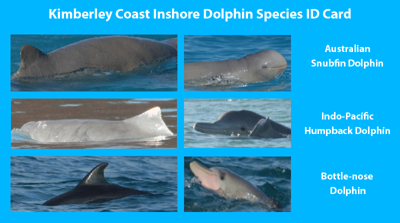 Kimberley dolphin monitoring | Roebuck Bay Working Group